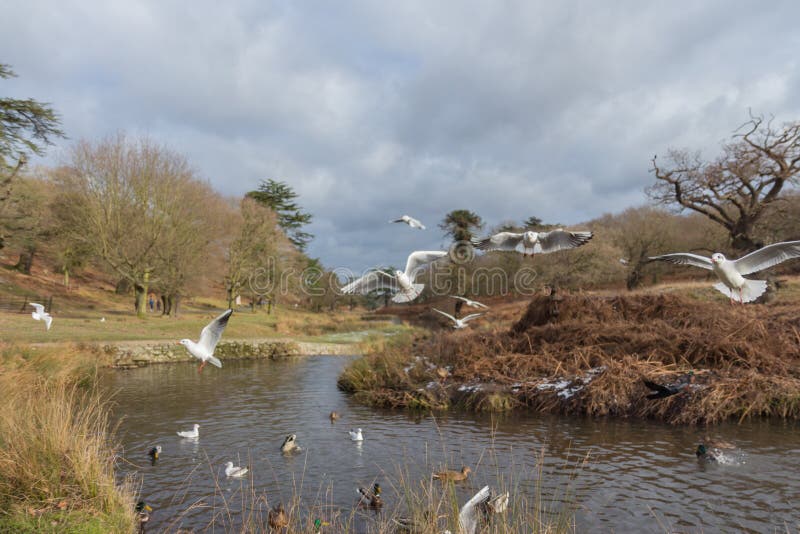 Birds Flying Over a River in a Park at Wintertime Stock Image - Image ...