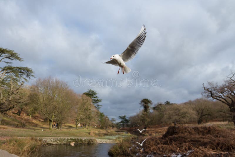 Birds Flying Over a River in a Park at Wintertime Stock Image - Image ...