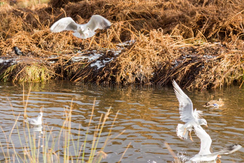 Birds Flying Over a River in a Park at Wintertime Stock Image - Image ...