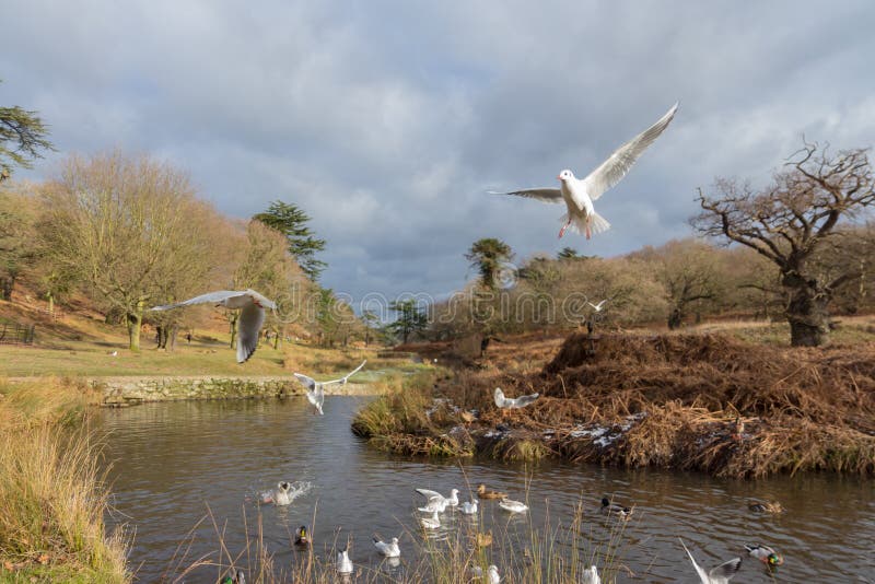 Birds Flying Over a River in a Park at Wintertime Stock Photo - Image ...