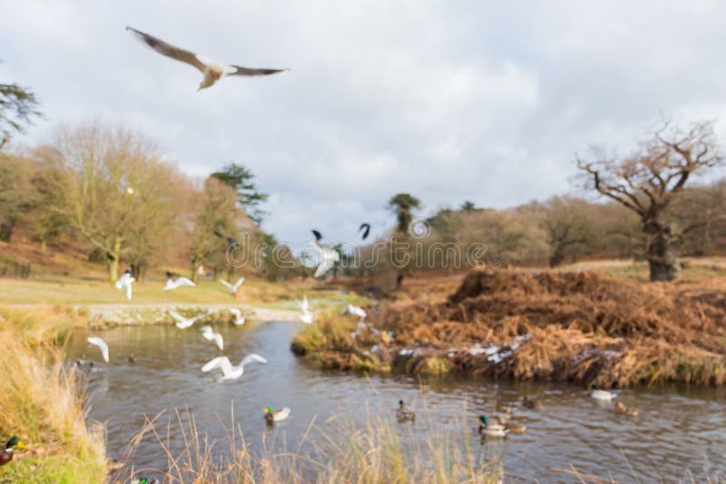 Birds Flying Over a River in a Park at Wintertime Stock Image - Image ...