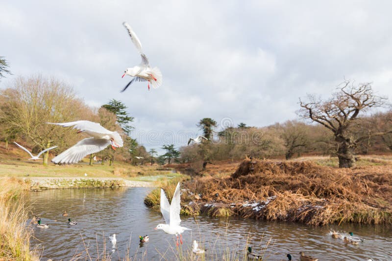 Birds Flying Over a River in a Park at Wintertime Stock Image - Image ...