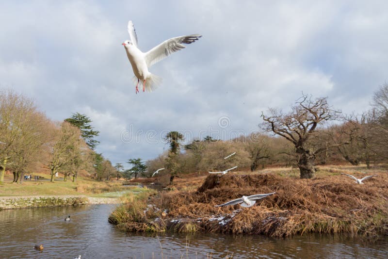 Birds Flying Over a River in a Park at Wintertime Stock Photo - Image ...
