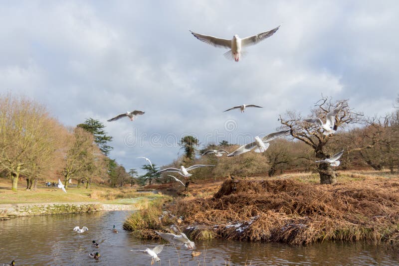 Birds Flying Over a River in a Park at Wintertime Stock Photo - Image ...