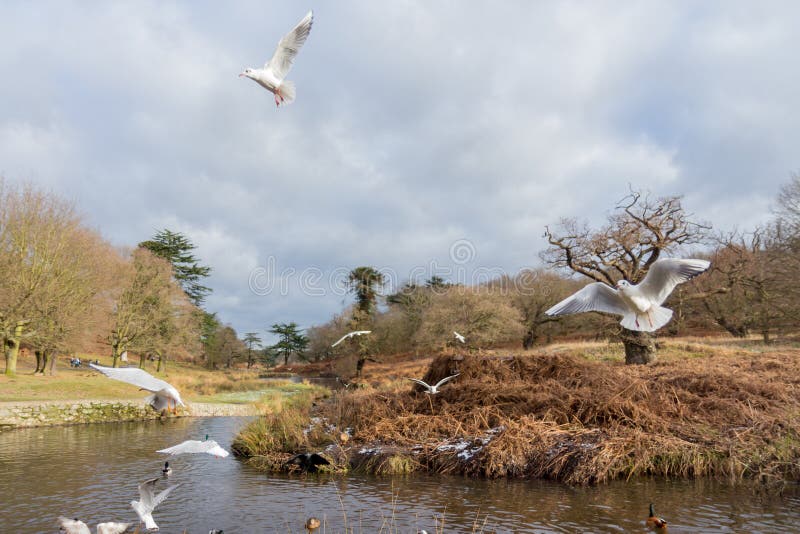 Birds Flying Over a River in a Park at Wintertime Stock Photo - Image ...