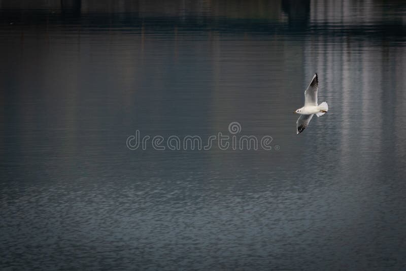 Birds Flying Over the River Stock Photo - Image of predominate, viaje ...