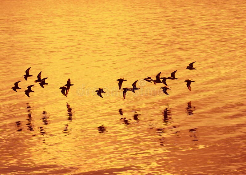 Birds flying over the sea stock photo. Image of ocean - 23248384