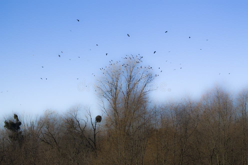 Birds stock photo. Image of park, forest, flying, birds - 86544924