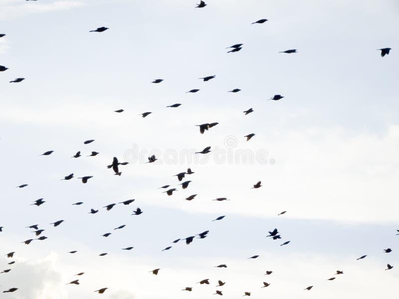 Birds Flying Over a Tree in the Swamps Stock Photo - Image of crisp ...