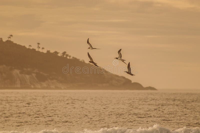 Birds flying over water stock photo. Image of wind, beach - 267608972
