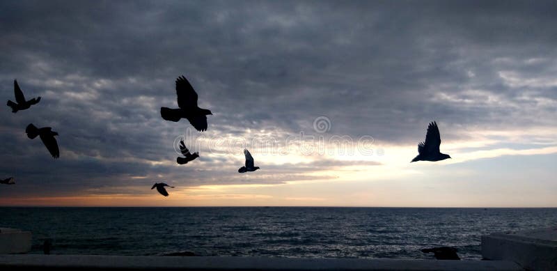 Birds Flying Over the Waves Stock Photo - Image of waves, shore: 208002194