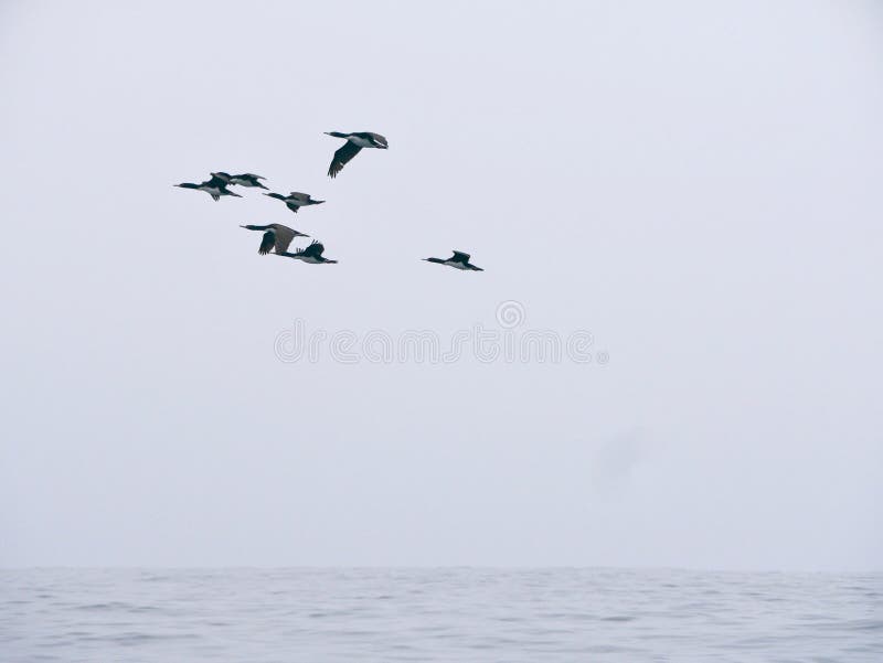 Birds Flying in Pacific Ocean Stock Image - Image of setting ...
