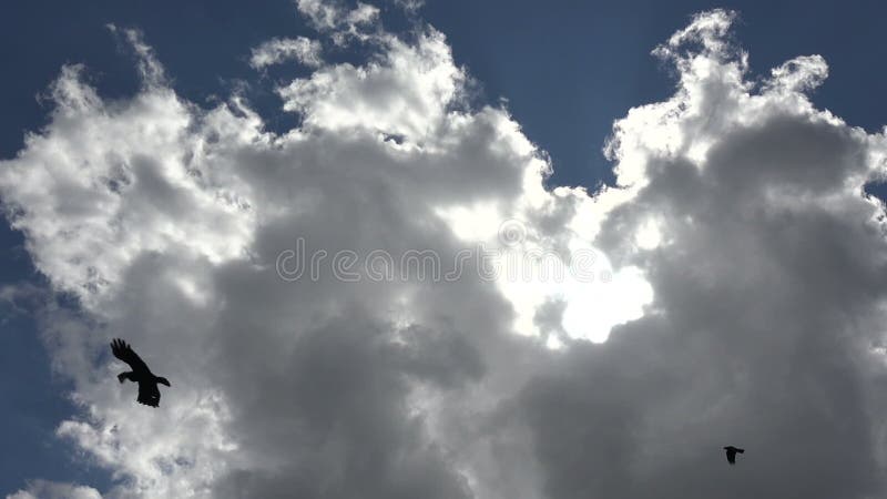 Birds Flying Past Clouds with a Bright Silver Lining Stock Footage ...