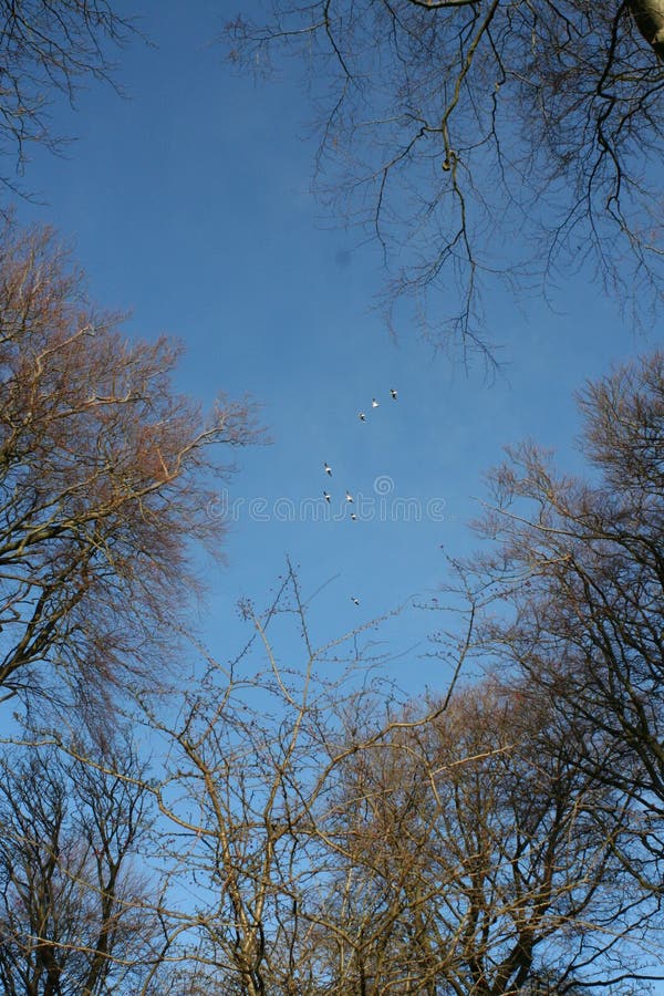 Birds flying past trees stock photo. Image of sunlight - 272212284