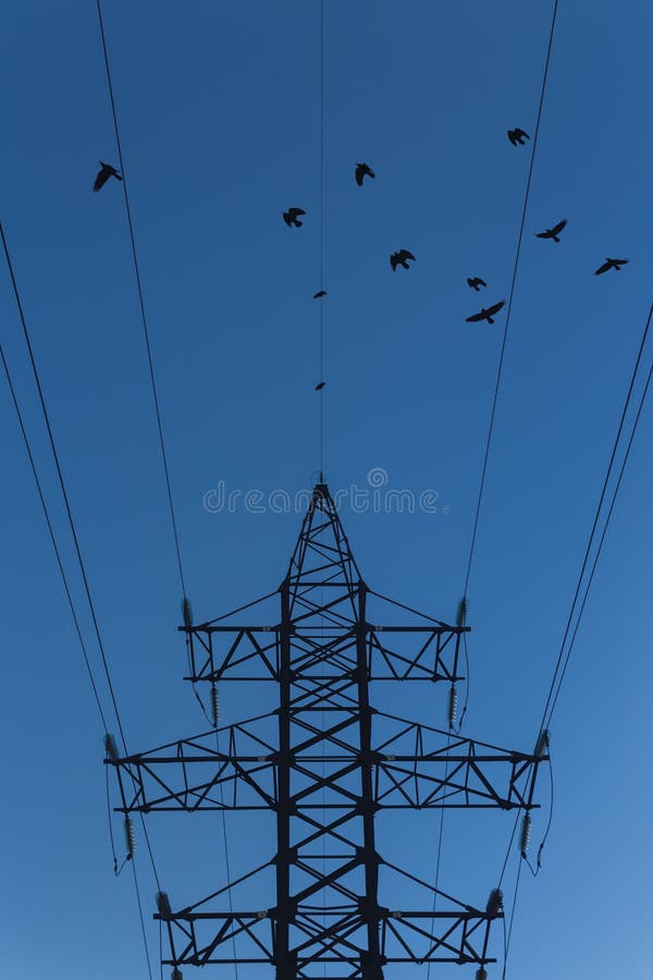 Birds Flying on Power Lines in the Sunset Stock Photo - Image of pillar ...