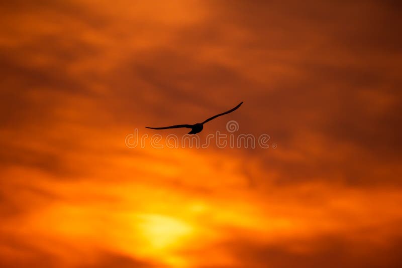 Birds Flying in the Red Sunset Sky in Danube Delta Romanian Wild Life ...