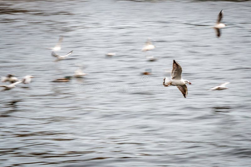 Birds flying in the river stock photo. Image of fauna - 68477718