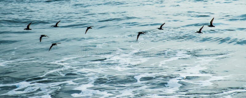 Nine Birds flying stock image. Image of landscape, wildlife - 69774331