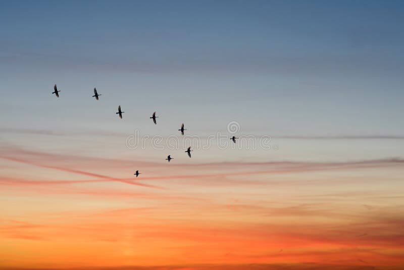 Birds Flying in the Shape of V on the Cloudy Sunset Sky. Bottom View ...
