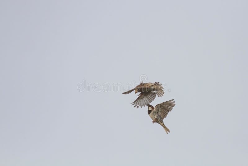 Birds Flying Side-by-side in a Blue Sky Stock Image - Image of ...