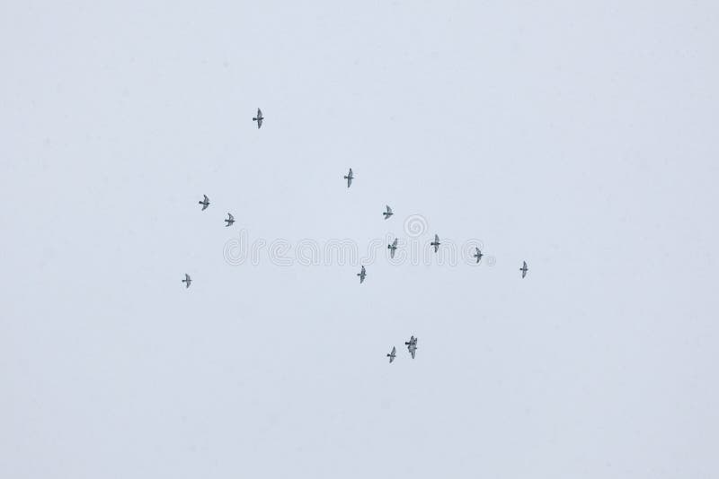 Birds flying in snowfall stock image. Image of bird - 110981373