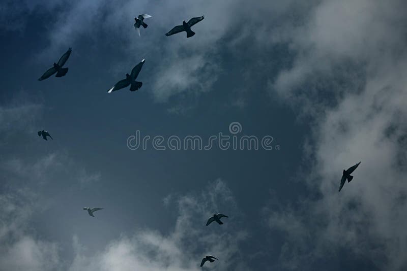 Birds Flying through the Storm Clouds Stock Photo - Image of cloudscape ...