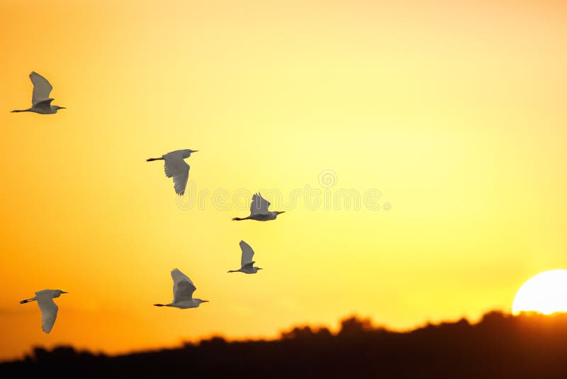 Birds flying into sun stock photo. Image of bird, nature - 115980514