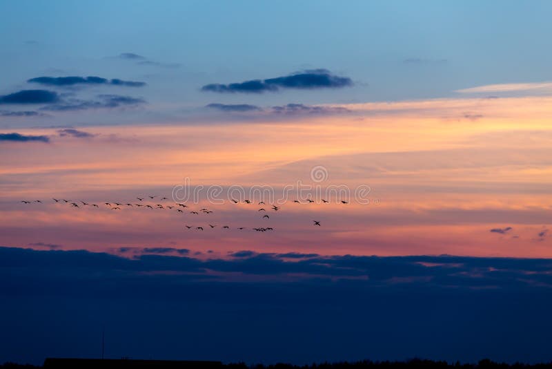 Birds flying in sunset stock photo. Image of tropical - 76421994