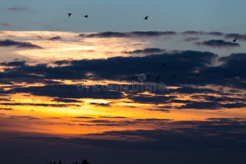 Birds flying in sunset stock photo. Image of birds, tropical - 78521804