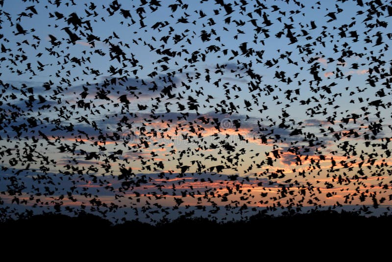 The Birds are Flying on Sunset Sky Stock Photo - Image of beautiful ...