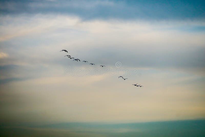 Birds Flying To Home on Colorful Sky Soft Cloud Stock Image - Image of ...