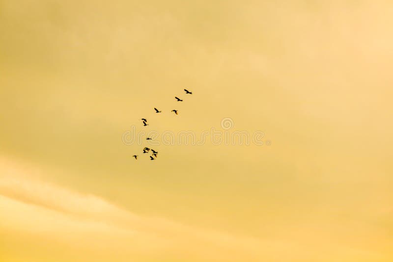 Birds Flying To Home on Sunset Sky Soft Cloud Stock Photo - Image of ...