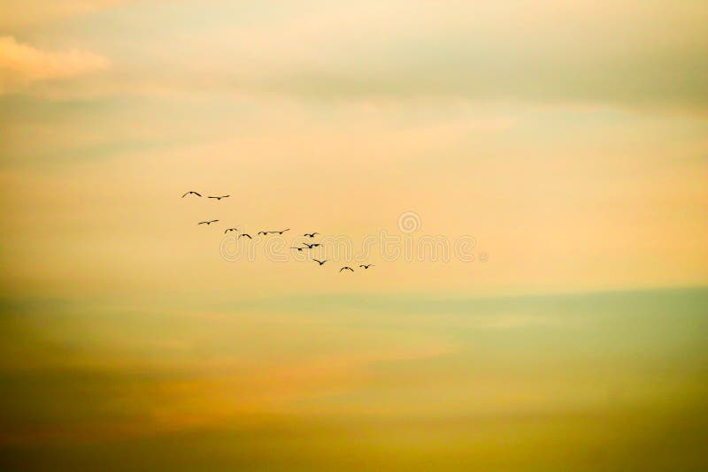 Birds Flying To Home on Sunset Sky Soft Cloud Stock Image - Image of ...