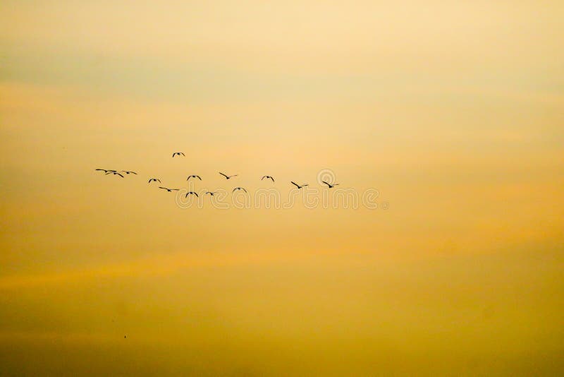 Birds Flying To Home on Sunset Sky Soft Cloud Stock Photo - Image of ...
