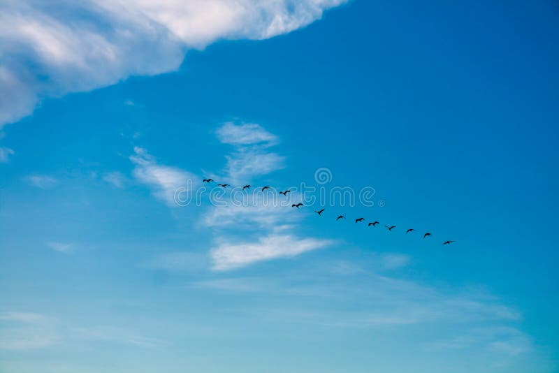 Birds Flying To Home on White Blue Sky Soft Cloud Stock Photo - Image ...