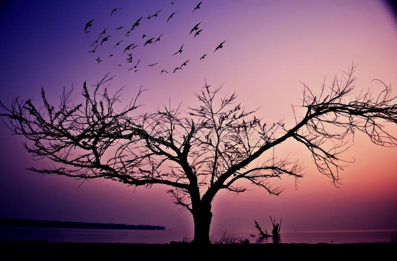 Birds flying from trees stock image. Image of bird, purple - 92042767