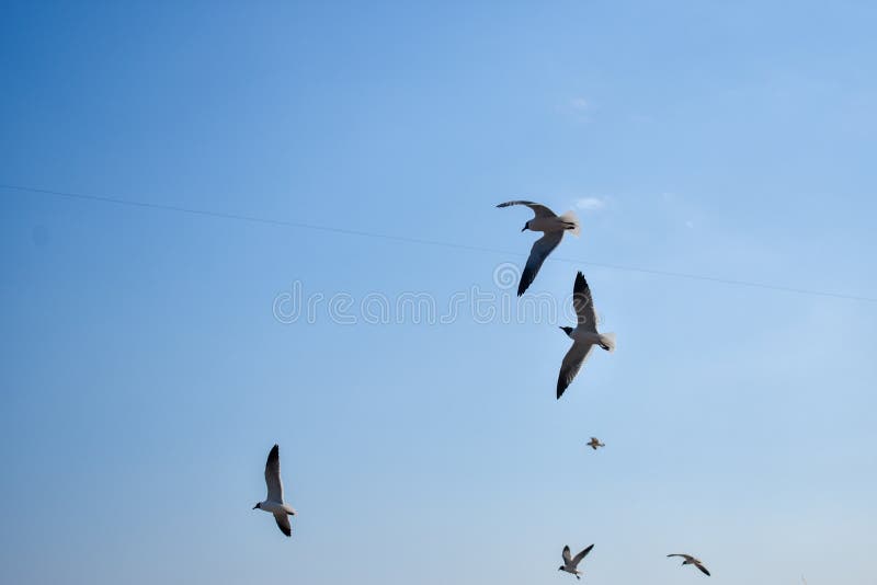 Birds Flying Under the Clear Sky at Daytime Stock Photo - Image of ...