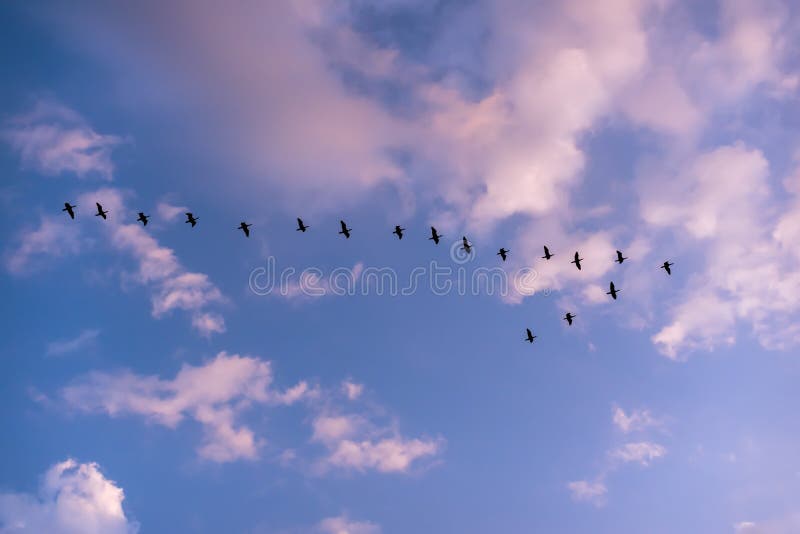 Birds Flying in V Form Shape in Blue Sky Clouds Stock Photo - Image of ...