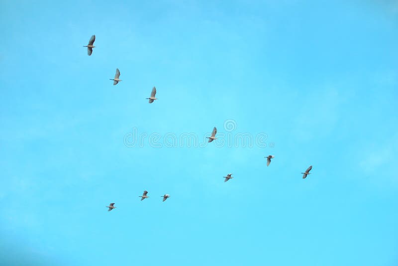 Birds Flying in V-shaped Pattern Stock Photo - Image of birds ...