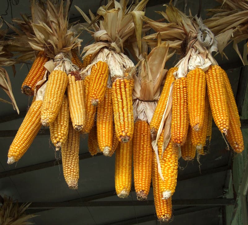 Birds Fodder stock photo. Image of indian, sheaf, fodder - 1640570