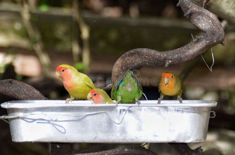 Birds Food bad editorial photo. Image of birds, food - 122697256