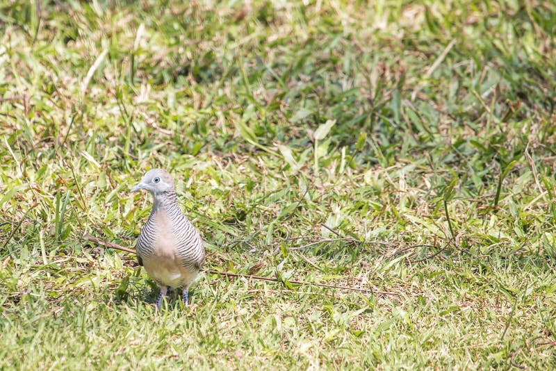 Birds Foraging Walk on the Lawn Stock Image - Image of beak, field ...