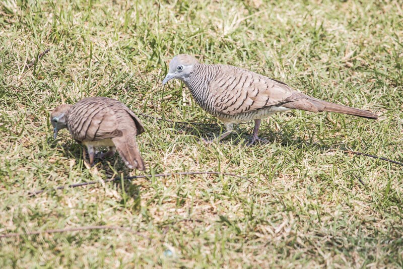 2 Birds Foraging Walk on the Lawn Stock Photo - Image of wildlife, asia ...