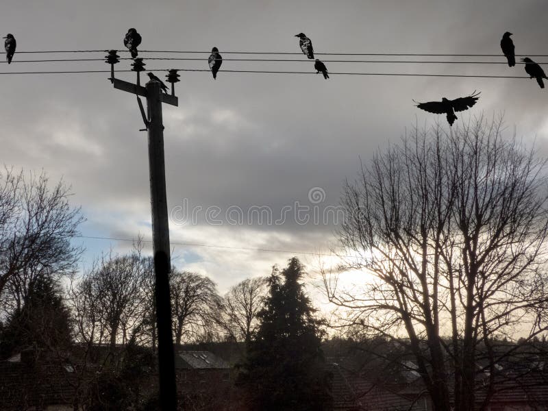 Flock of Birds Form Clusters of Organized Groups, Called Flight Flocks ...