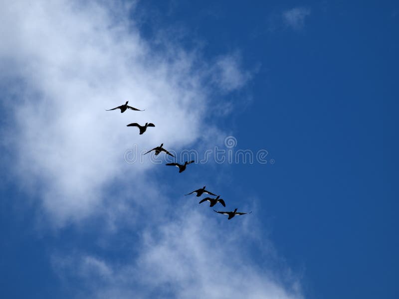 Birds in formation stock photo. Image of clouds, geese - 23331422