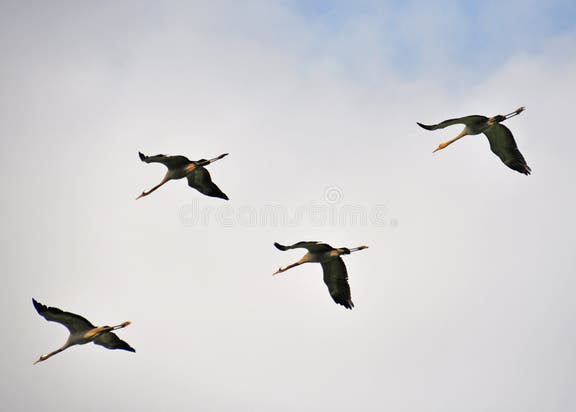 Birds Formation, Ahula, Israel Stock Photo - Image of beauty, avian ...