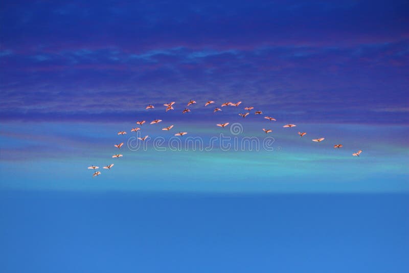 Birds in Formation Flight stock photo. Image of determined - 159216516