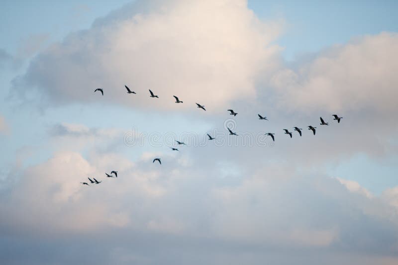 Birds in formation stock photo. Image of geese, birds - 78291016
