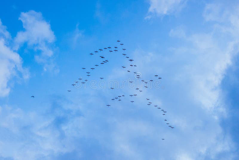Birds in Formation Migrating South Seen from Below Stock Image - Image ...
