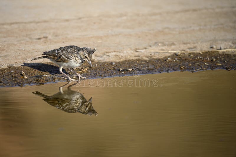 Birds in Freedom and in Their Environment Stock Photo - Image of single ...